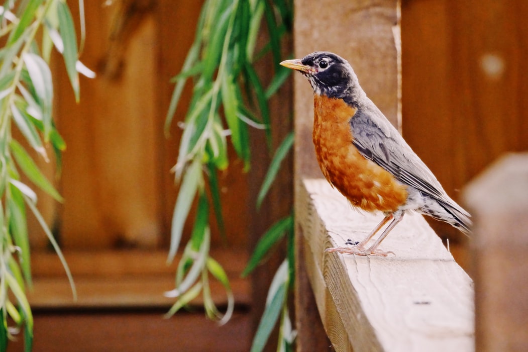 For the Birds – Chuck Kralik, Author